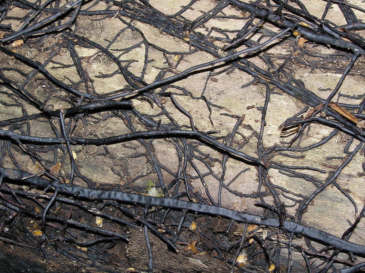 The Denaby Ings Project – Doncaster Naturalists' Society