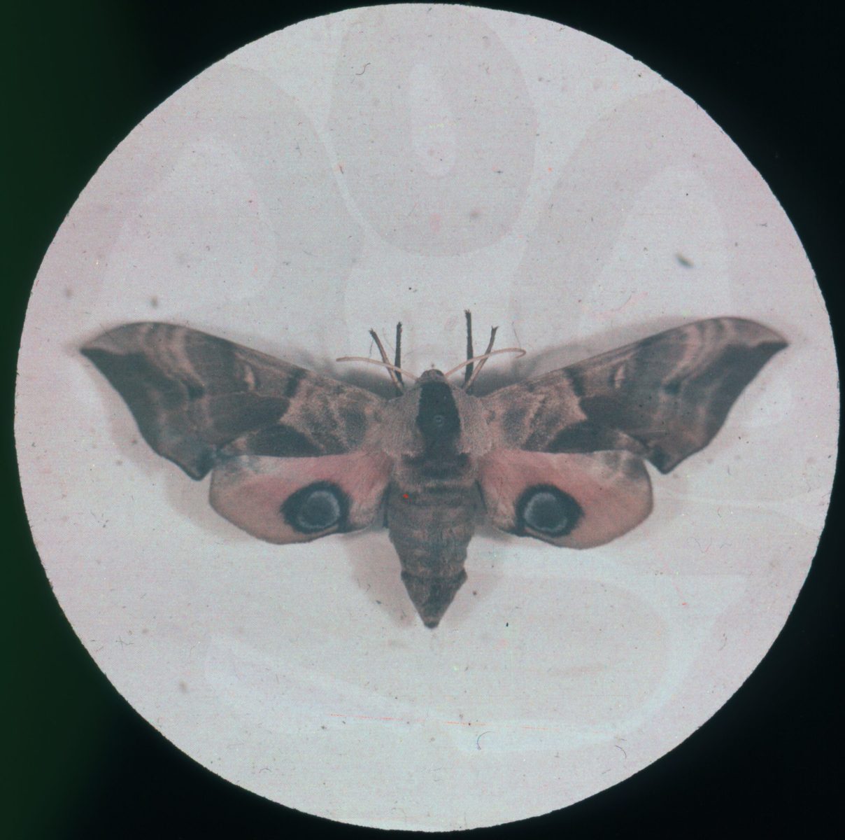 Ben Burrell – Lepidoptera – Doncaster Naturalists' Society