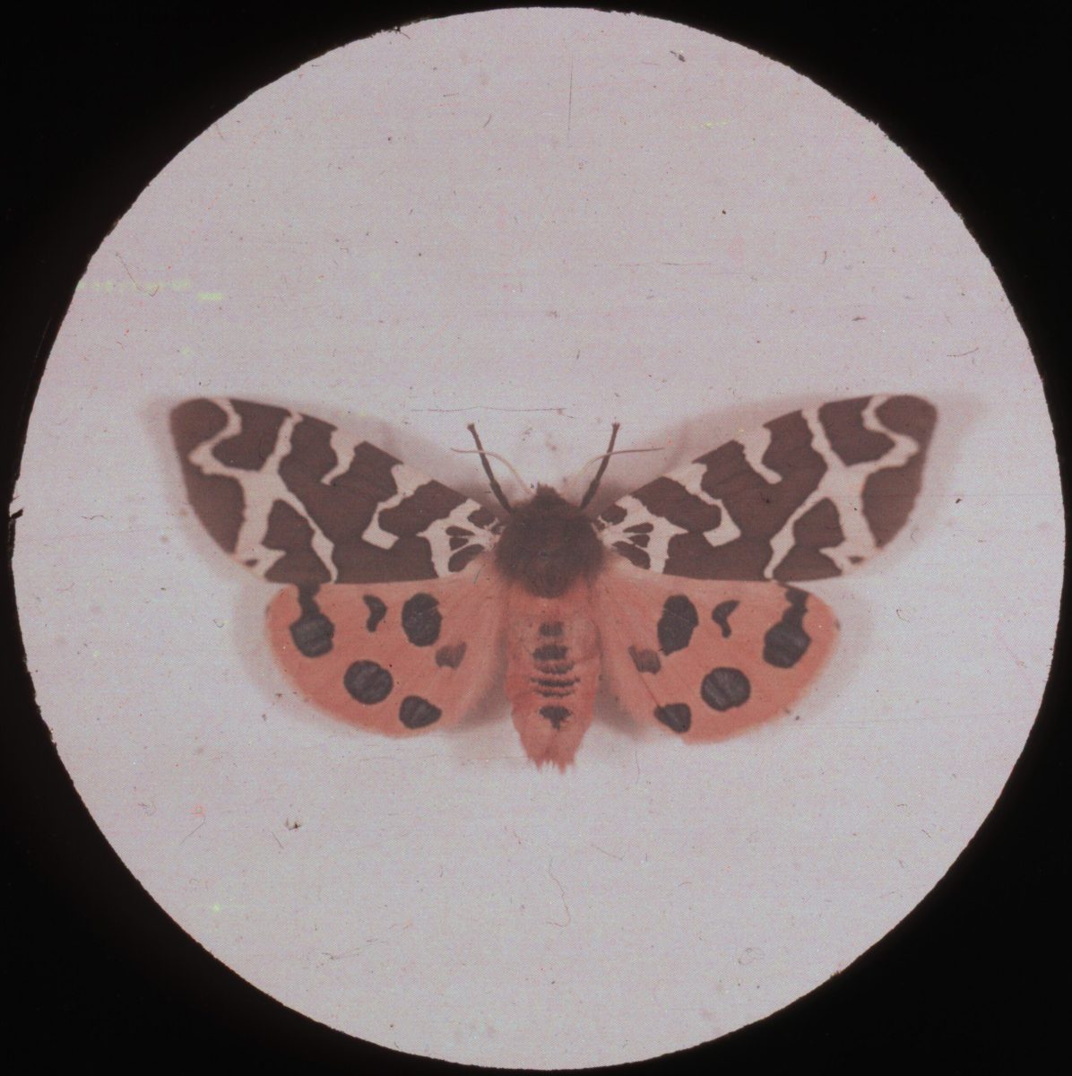 Ben Burrell – Lepidoptera – Doncaster Naturalists' Society