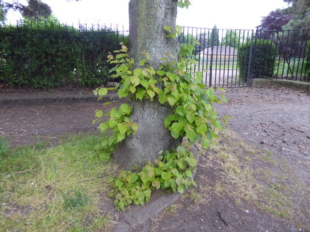 Tree location – Doncaster Naturalists' Society